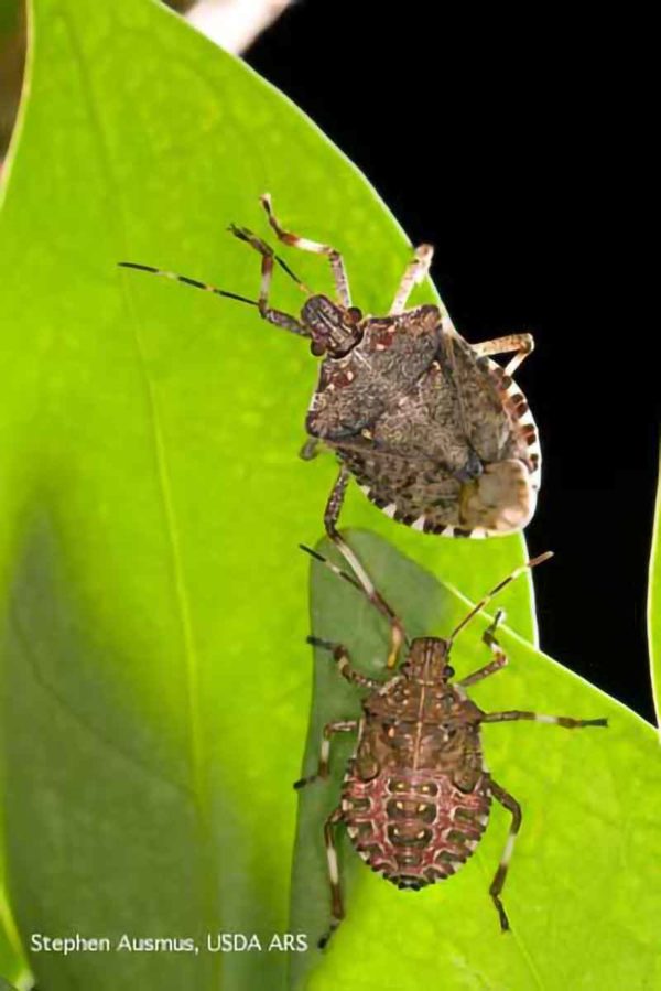 Stink Bug Territory Expanding | West Coast Nut