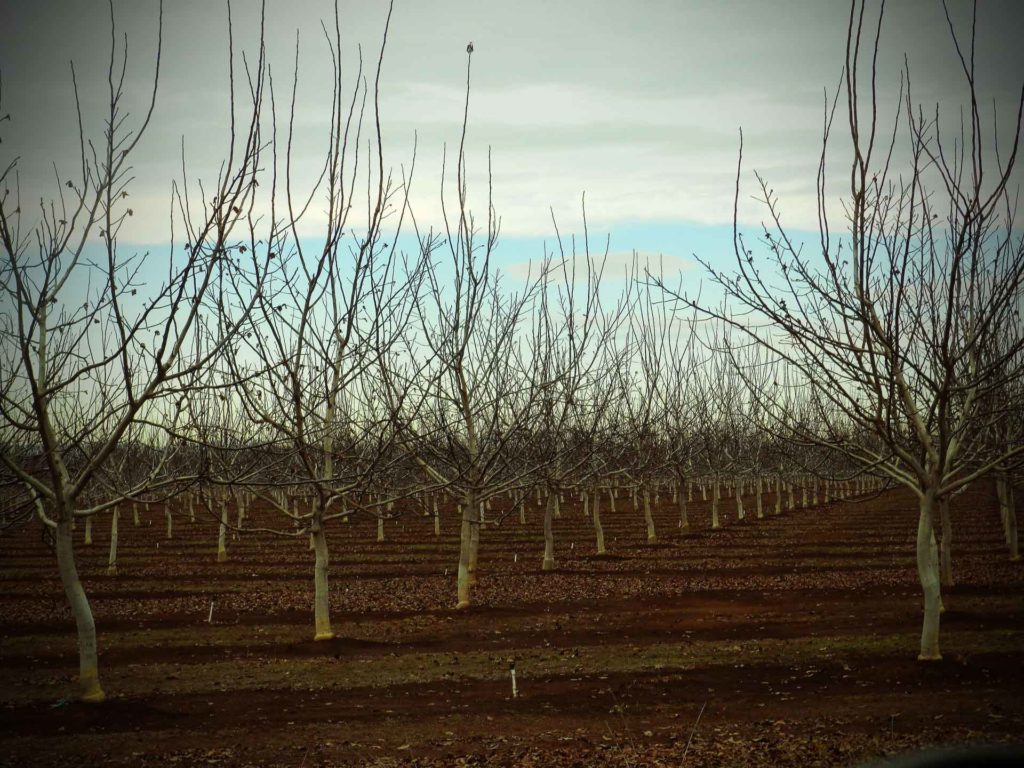 Managing Young Walnut Trees in the Fall Includes Preparing for Freeze ...