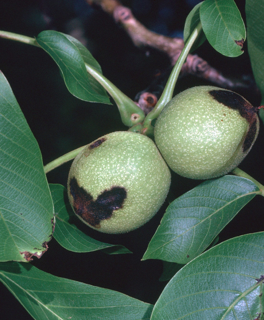 Predicting and Managing Walnut Blight | West Coast Nut
