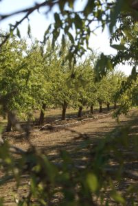 Manage Nitrogen and Irrigation to Reduce Hull Rot Infections | West ...