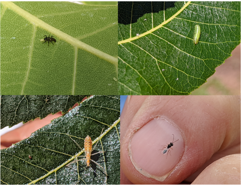 Bugs In Pecan Trees