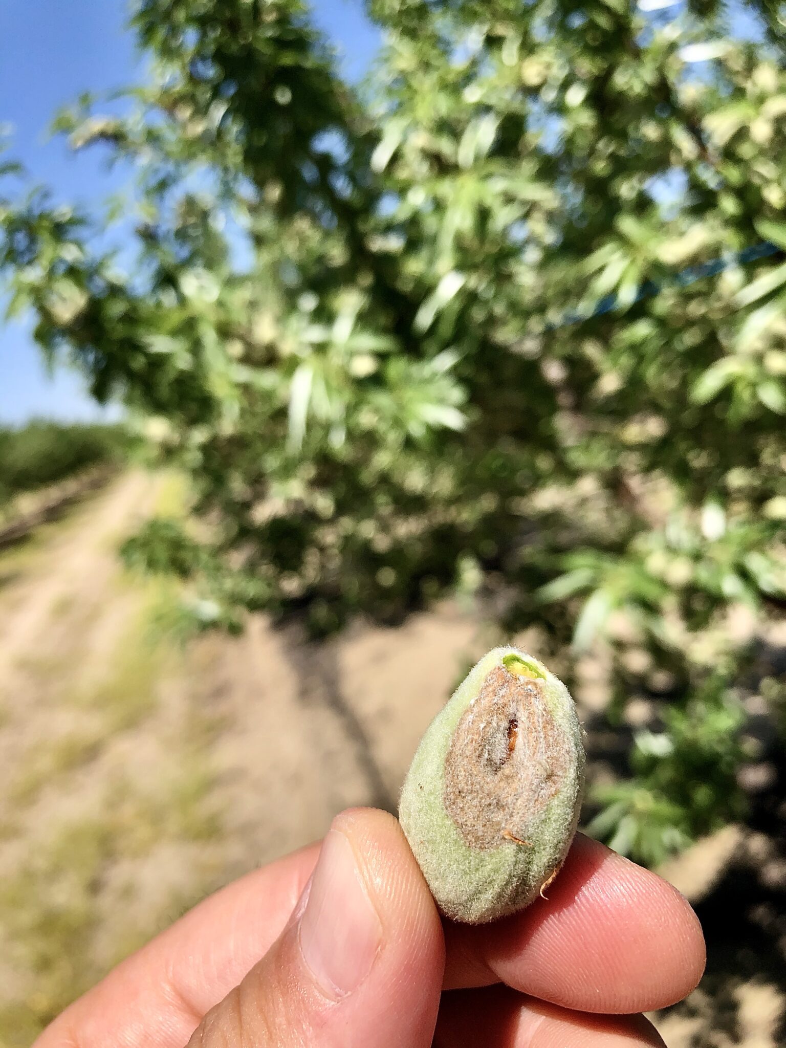 Brown spots on fruit is a symptom of advanced jacket rot, also known as ...