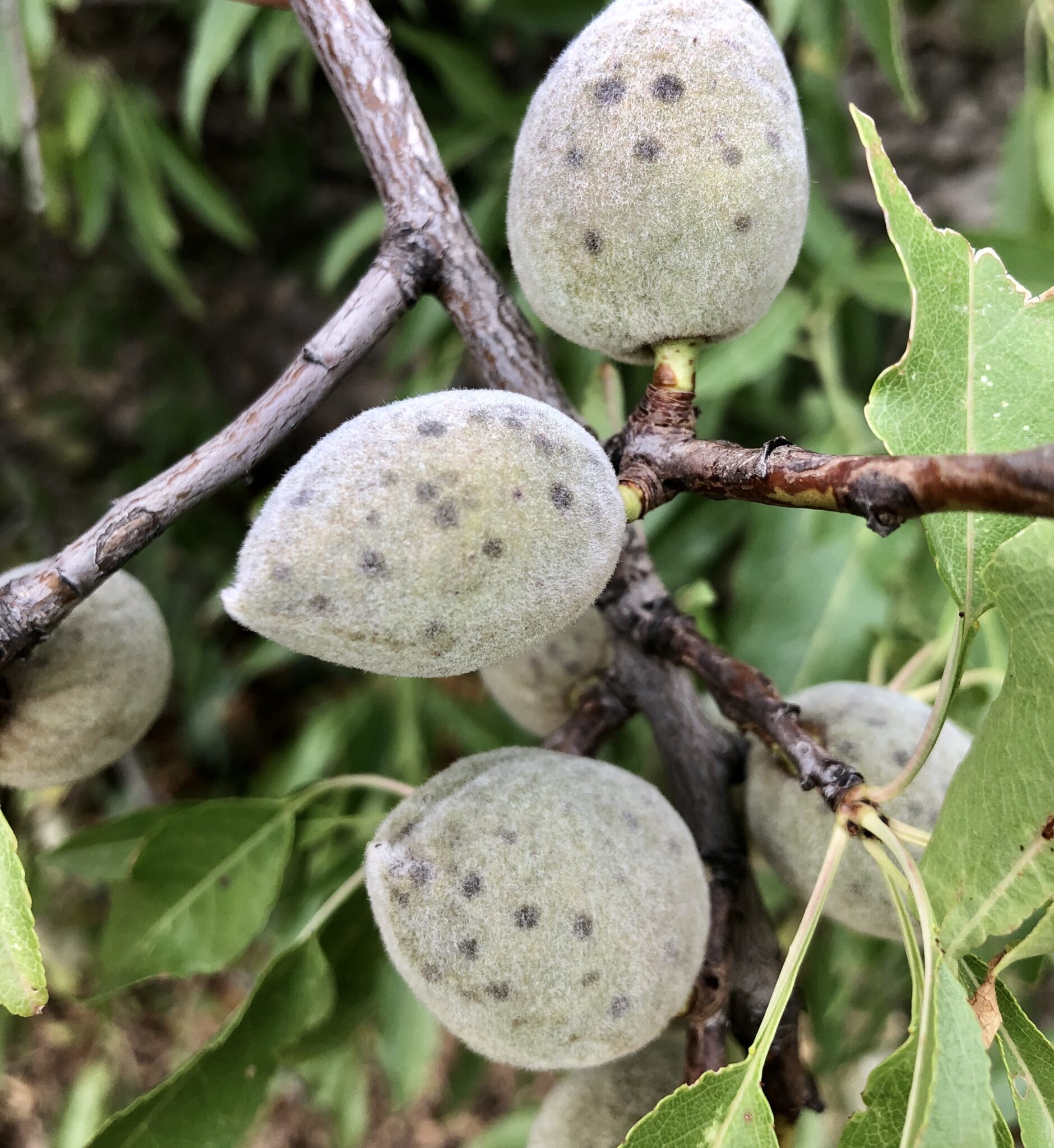 Grayish-black spots on fruit is a symptom of scab infection of almonds ...
