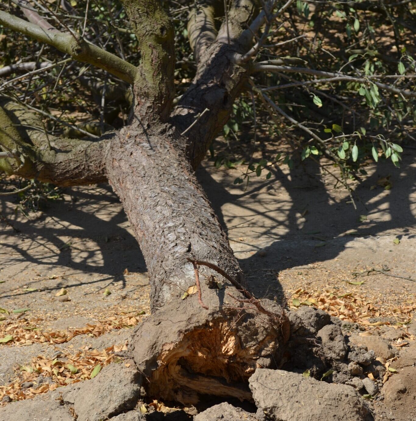 A tree infected with Ganoderma butt rot is toppled by a strong wind.
