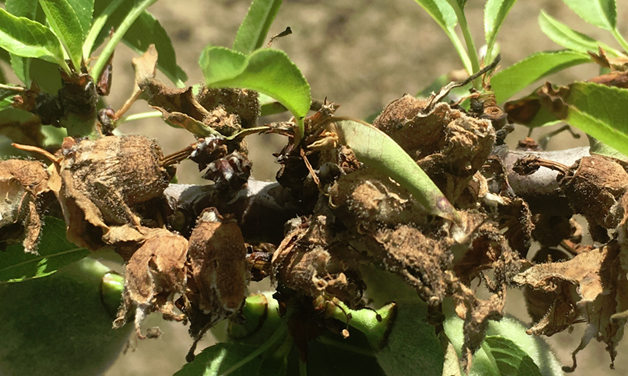 Time Orchard Mowing Right to Reduce Dust and Potential Disease | West ...