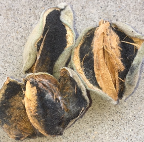 Time Orchard Mowing Right to Reduce Dust and Potential Disease | West ...