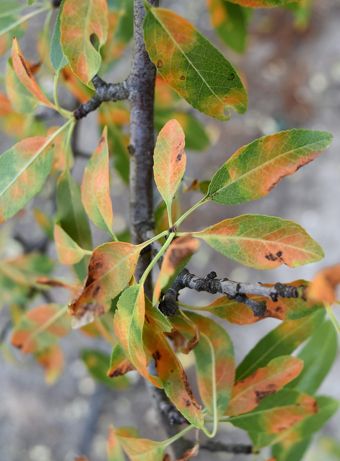 Red Leaf Blotch, Carpophilus Beetle Raise Alarm for Almond Industry ...